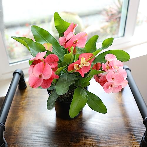 Euphorbia Crown of Thorns Plant Decor, Perennial Plants Ready to Plant, Cactus Plants Live Houseplants, Outdoor Plants Live House Plants Live Plants Indoor Plants Live Houseplants by Plants for Pets