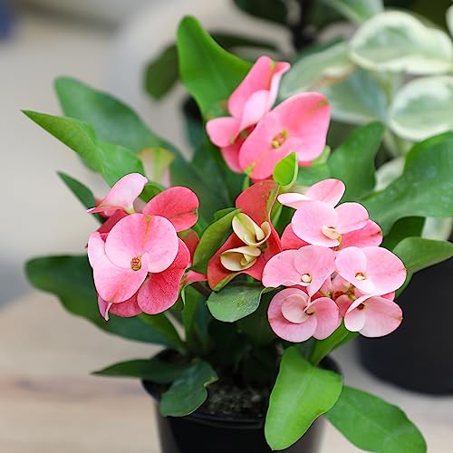 Euphorbia Crown of Thorns Plant Decor, Perennial Plants Ready to Plant, Cactus Plants Live Houseplants, Outdoor Plants Live House Plants Live Plants Indoor Plants Live Houseplants by Plants for Pets