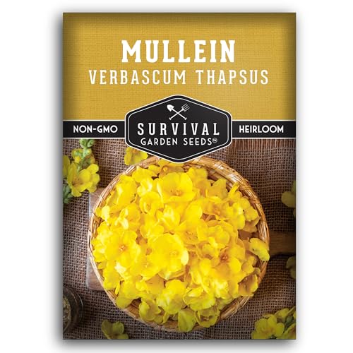 Mullein Seed for Planting - 1 Packet with Instructions to Plant and Grow Medicinal Herb Common Mullein in Your Home Vegetable Garden - Non-GMO Heirloom Variety - Survival Garden Seeds