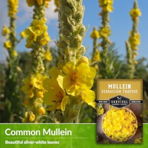 Mullein Seed for Planting - 1 Packet with Instructions to Plant and Grow Medicinal Herb Common Mullein in Your Home Vegetable Garden - Non-GMO Heirloom Variety - Survival Garden Seeds