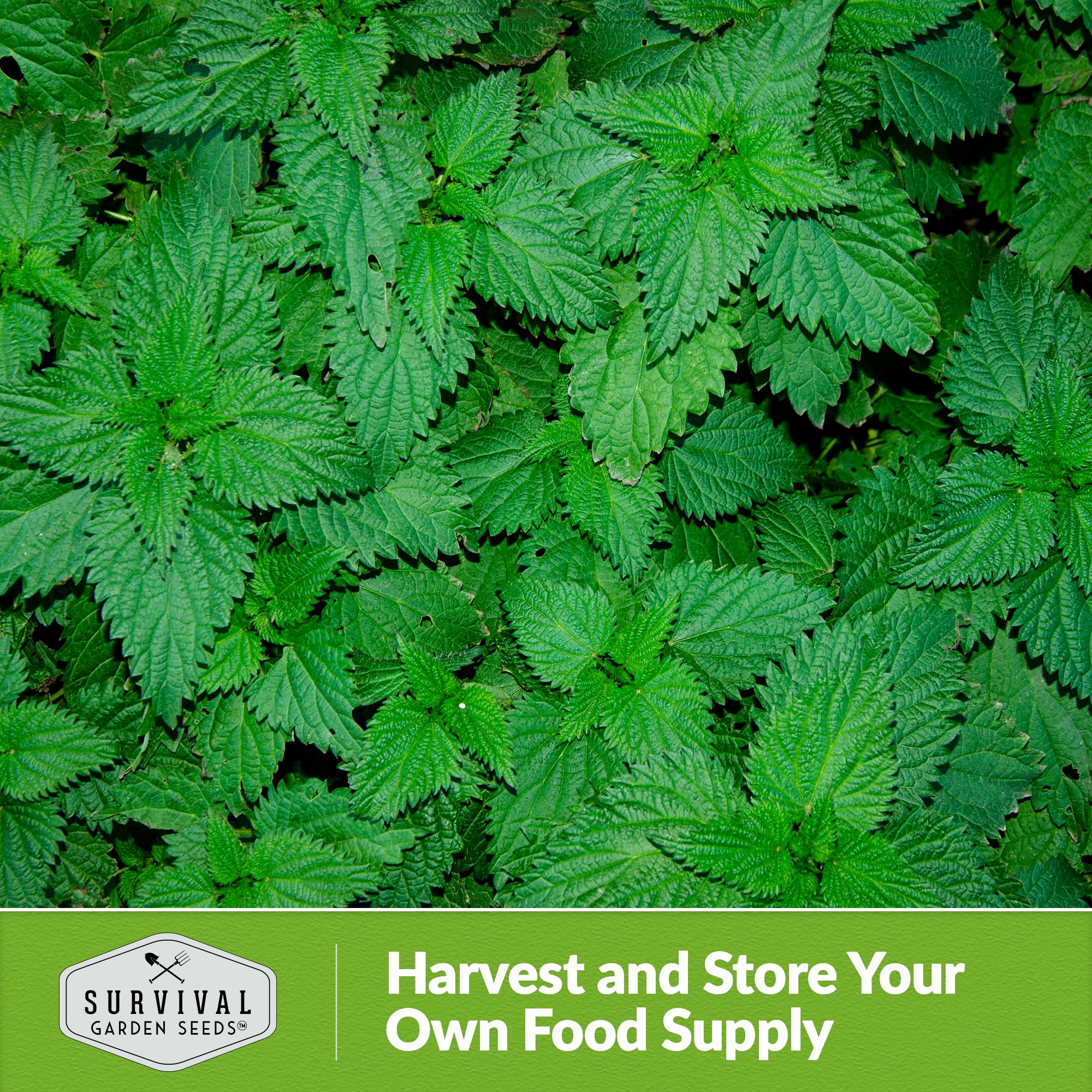 Stinging Nettle Seed for Planting - 1 Packet with Instructions to Plant and Grow Medicinal Herb Common Stinging Nettle in Your Home Herb Garden - Non-GMO Heirloom Variety - Survival Garden Seeds