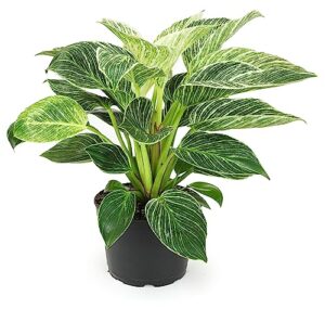 birkin philodendron in 6 inch pot for indoor plants live houseplants, office plants, easy plant gift, philodendron plant live plants indoor plants live house plants live plant decor by plants for pets