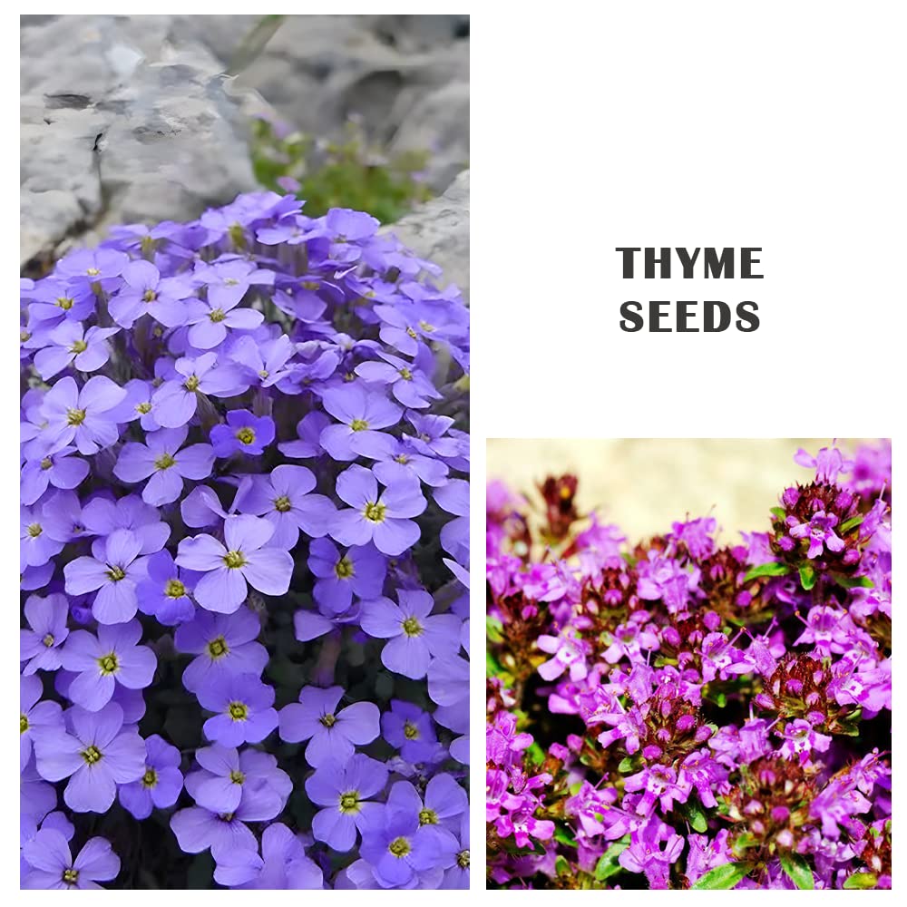 3000+ Mix Creeping Thyme Seeds Ground Cover for Planting - 6 Colours Individually Packed Thymus Serpyllum Heirloom Blue, Purple, White, Red, Green, Yellow Beautiful Perennial Flower