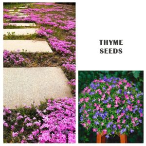 3000+ Mix Creeping Thyme Seeds Ground Cover for Planting - 6 Colours Individually Packed Thymus Serpyllum Heirloom Blue, Purple, White, Red, Green, Yellow Beautiful Perennial Flower