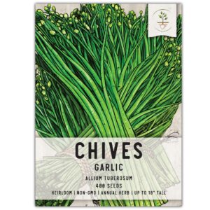 seed needs, garlic chives seeds - 400 heirloom seeds for planting allium tuberosum - culinary herb, non-gmo & untreated, chinese chives for cooking (1 pack)