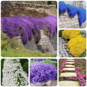 3000+ mix creeping thyme seeds ground cover for planting - 6 colours individually packed thymus serpyllum heirloom blue, purple, white, red, green, yellow beautiful perennial flower