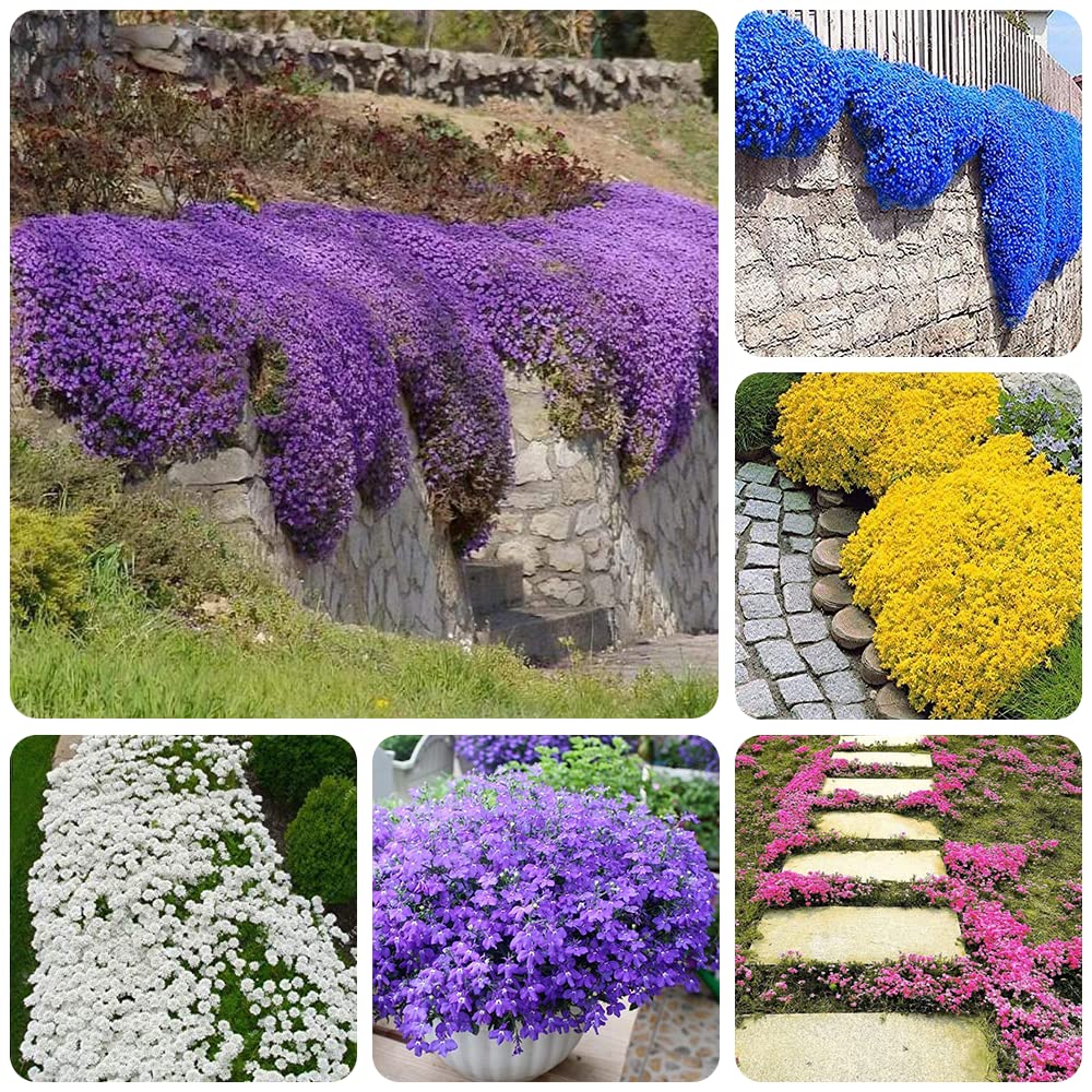 3000+ Mix Creeping Thyme Seeds Ground Cover for Planting - 6 Colours Individually Packed Thymus Serpyllum Heirloom Blue, Purple, White, Red, Green, Yellow Beautiful Perennial Flower