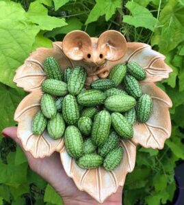 70pcs cucamelon seeds - mexican sour gherkin mini thumb watermelon vegetable - easy planting tips for home gardeners