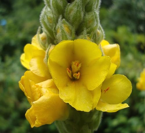 Gaea's Blessing Seeds - Mullein Seeds - Non-GMO Herb Seeds with Easy to Follow Instructions, Heirloom, Open-Pollinated, Untreated