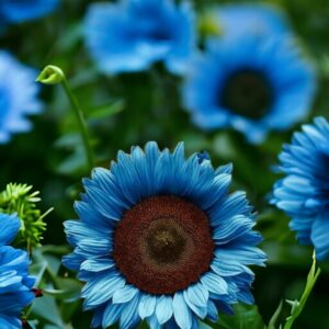 50pcs bright blue sunflower seeds - dwarf varieties for vibrant gardens