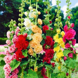 400+ mix hollyhock seeds for planting (alcea rosea) multicolored double hollyhock