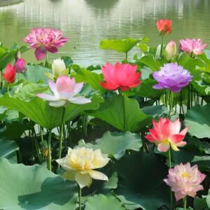 20 bonsai bowl lotus seeds (mixed color) - water lily flower plant - finest viable aquatic water features non-gmo fresh garden seeds home planting ornamental