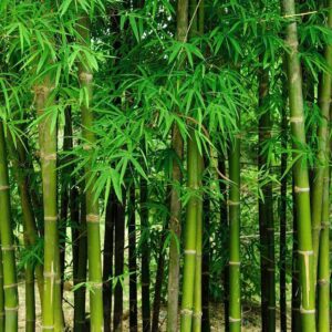 200+ fresh giant bamboo seeds for planting - quick growth and winter hardy privacy screen, good for environment