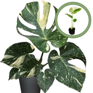 Monstera Thai Constellation Starter Plant