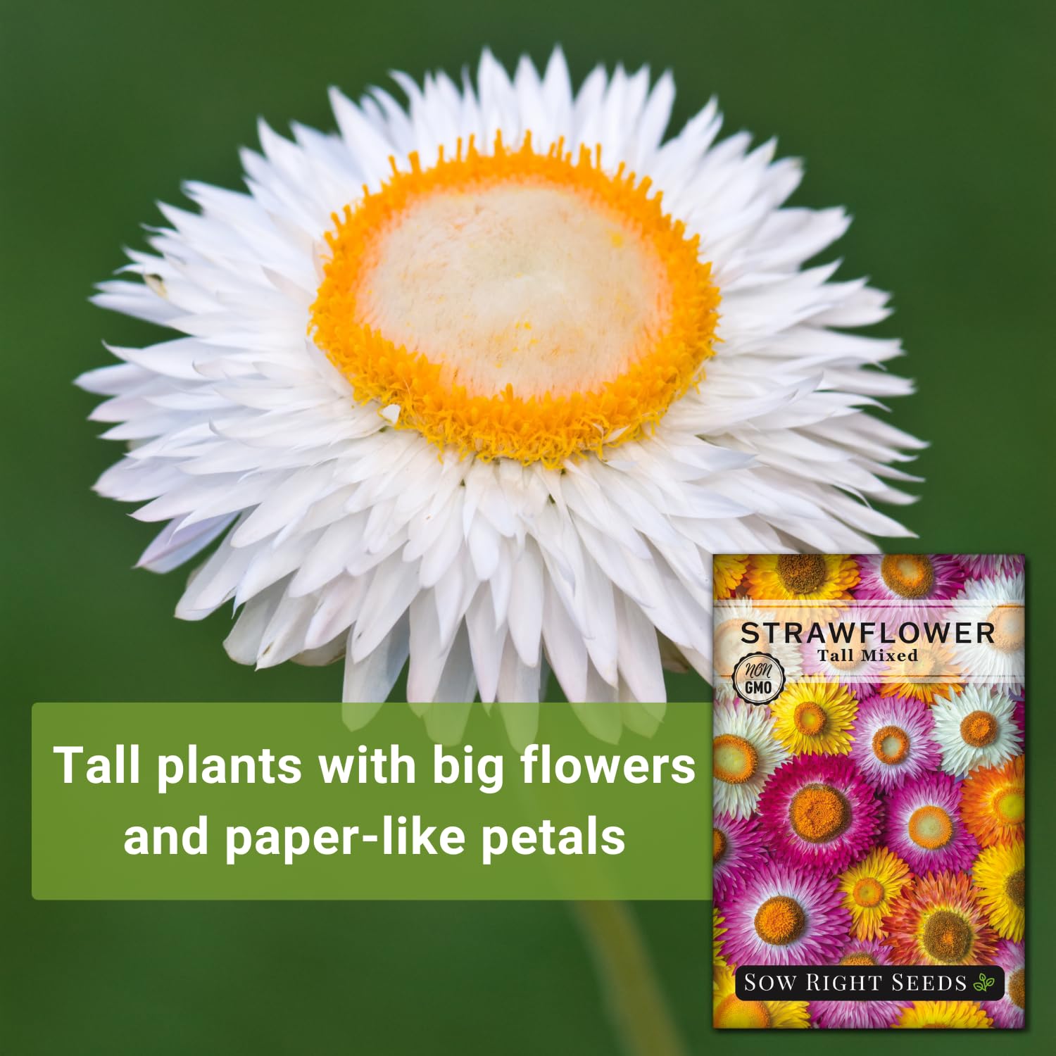 Sow Right Seeds - Tall Mixed Strawflower Seeds - Non-GMO Heirloom Packet with Instructions to Grow - Beautiful to Plant in Your Flower Garden - Cut Flower Favorite - Wonderful Gardening Gift (1)