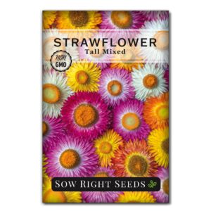 sow right seeds - tall mixed strawflower seeds - non-gmo heirloom packet with instructions to grow - beautiful to plant in your flower garden - cut flower favorite - wonderful gardening gift (1)