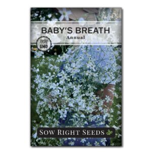 sow right seeds - annual baby’s breath seeds for planting - non-gmo white flowers heirloom packet with instructions to plant in your home garden - snow like blooms - fresh and dried cut flower (1)