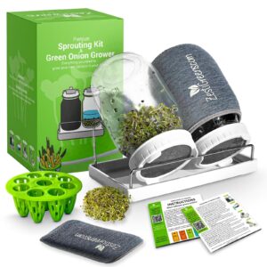 premium sprouts growing kit & green onion regrower with 2 mason jars & superior sprout lids. perfect sprouter set for growing broccoli, alfalfa & beans.