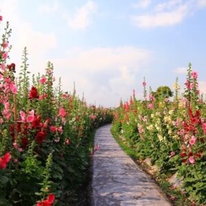 350+ Hollyhock Flower Seeds - Non GMO Carnival Mix Giant Mallow Double Hollyhock Seeds - Home Garden Flower Perennial