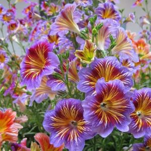 mesay chilean morning glory seeds - 100 mixed-color seeds for stunning garden flowers