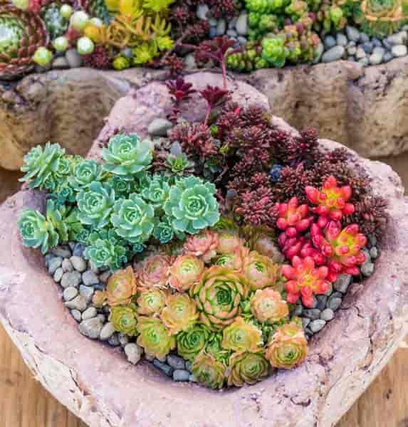 DouxiE 200pcs Rare Mixed Mini Succulents Seeds for Bonsai & Ornamental Plants - Grow Your Stunning Garden