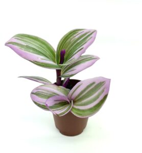 pink tradescantia nanouk small houseplants, 2" pot