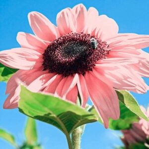 DouxiE 50pcs Non-GMO Pink Sunflower Seeds for Planting - High Germination Rate - Heirloom Flower Variety for Your Beautiful Garden Planting Instructions for Easy Grow - Great Gardening Gifts