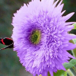 douxie 50pcs rare purple teddy bear sunflower seeds for planting - stunning home garden blooms non gmo heirloom garden - planting instructions for easy grow - great gardening gifts