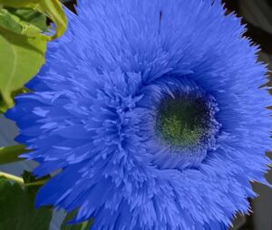 douxie 50pcs blue teddy bear sunflower seeds - stunning annual blooms for your garden non gmo heirloom garden - planting instructions for easy grow - great gardening gifts