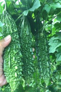 10 india bitter gourd seeds, bitter melon seeds, kho qua rung organic - mai's family