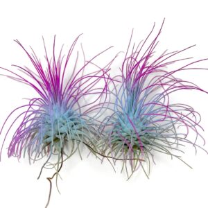 thin air plant, guatemala tillandsia live airplant, healthy arrival guaranteed, great indoor plant, home decor & gift (2 rainbow)