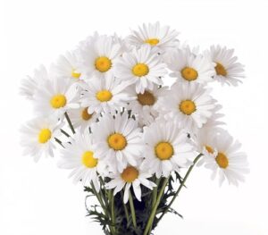 1000 alaska shasta daisy flower seeds for planting