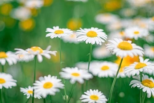 1000 Alaska Shasta Daisy Flower Seeds for Planting