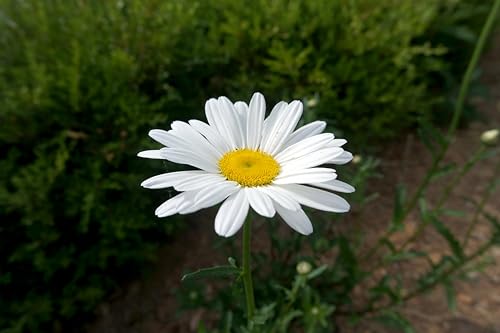 1000 Alaska Shasta Daisy Flower Seeds for Planting