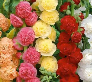 700+ hollyhock seeds for planting (alcea rosea) perennial flower seeds non gmo heirloom dark red red pink yellow and orange hollyhock flower