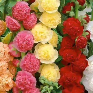 700+ Hollyhock Seeds for Planting (Alcea rosea) Perennial Flower Seeds Non GMO Heirloom Dark Red Red Pink Yellow and Orange Hollyhock Flower