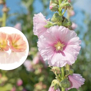 700+ Hollyhock Seeds for Planting (Alcea rosea) Perennial Flower Seeds Non GMO Heirloom Dark Red Red Pink Yellow and Orange Hollyhock Flower