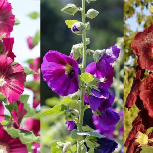 700+ Hollyhock Seeds for Planting (Alcea rosea) Perennial Flower Seeds Non GMO Heirloom Dark Red Red Pink Yellow and Orange Hollyhock Flower