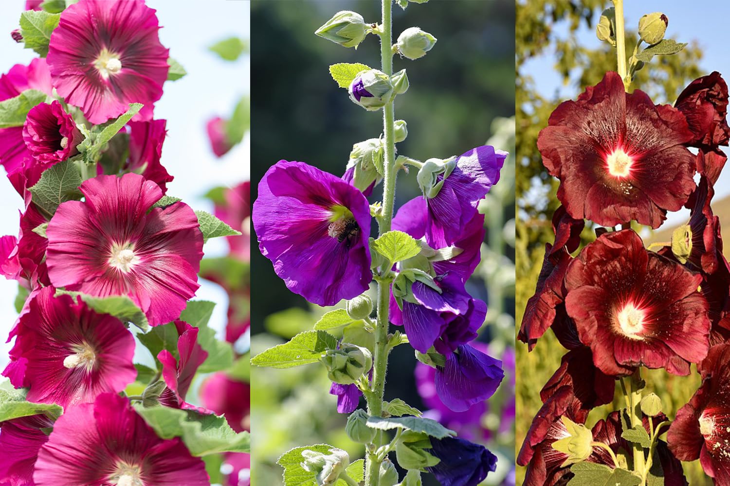 700+ Hollyhock Seeds for Planting (Alcea rosea) Perennial Flower Seeds Non GMO Heirloom Dark Red Red Pink Yellow and Orange Hollyhock Flower