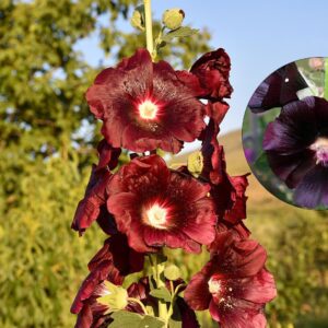 700+ Hollyhock Seeds for Planting (Alcea rosea) Perennial Flower Seeds Non GMO Heirloom Dark Red Red Pink Yellow and Orange Hollyhock Flower