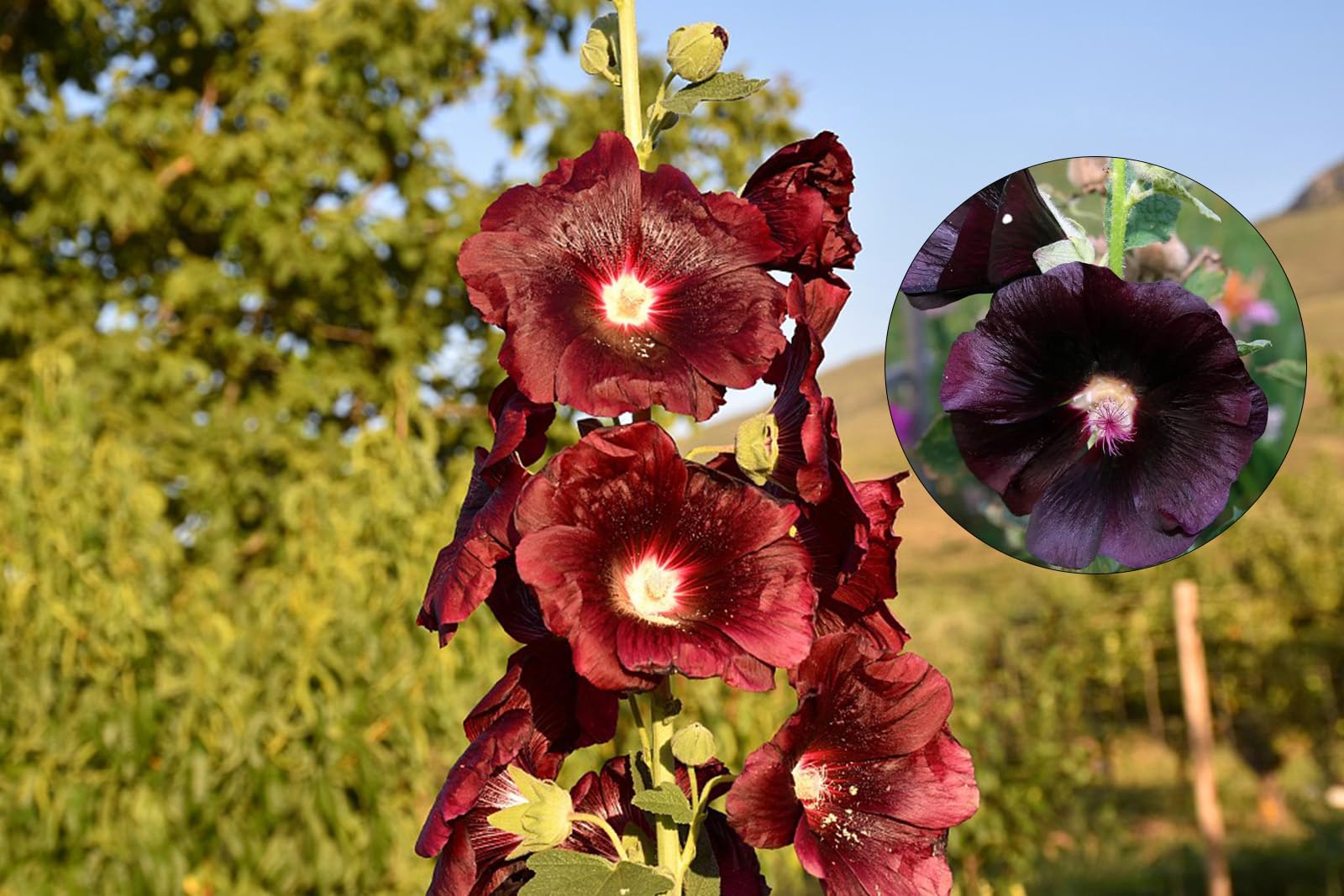 700+ Hollyhock Seeds for Planting (Alcea rosea) Perennial Flower Seeds Non GMO Heirloom Dark Red Red Pink Yellow and Orange Hollyhock Flower