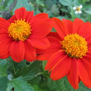 Mexican Sunflower Seeds for Planting – Plant & Grow Heirloom Mexican Sunflowers in Home Outdoor Garden – Planting Instructions for Vibrant Blooms – Great Gardening Gift, 1 Packet