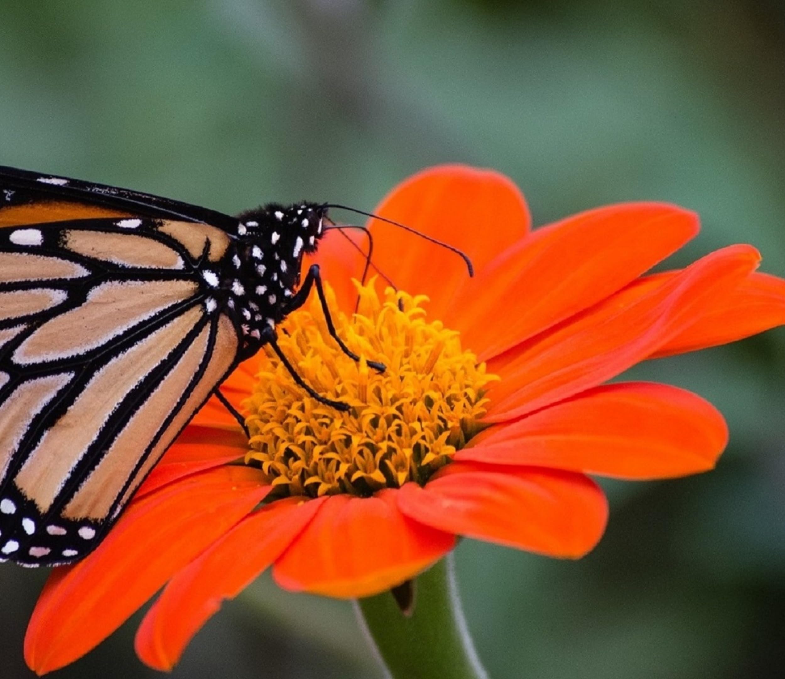 Mexican Sunflower Seeds for Planting – Plant & Grow Heirloom Mexican Sunflowers in Home Outdoor Garden – Planting Instructions for Vibrant Blooms – Great Gardening Gift, 1 Packet