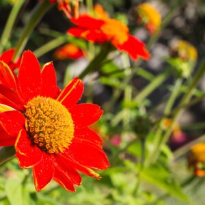 Mexican Sunflower Seeds for Planting – Plant & Grow Heirloom Mexican Sunflowers in Home Outdoor Garden – Planting Instructions for Vibrant Blooms – Great Gardening Gift, 1 Packet