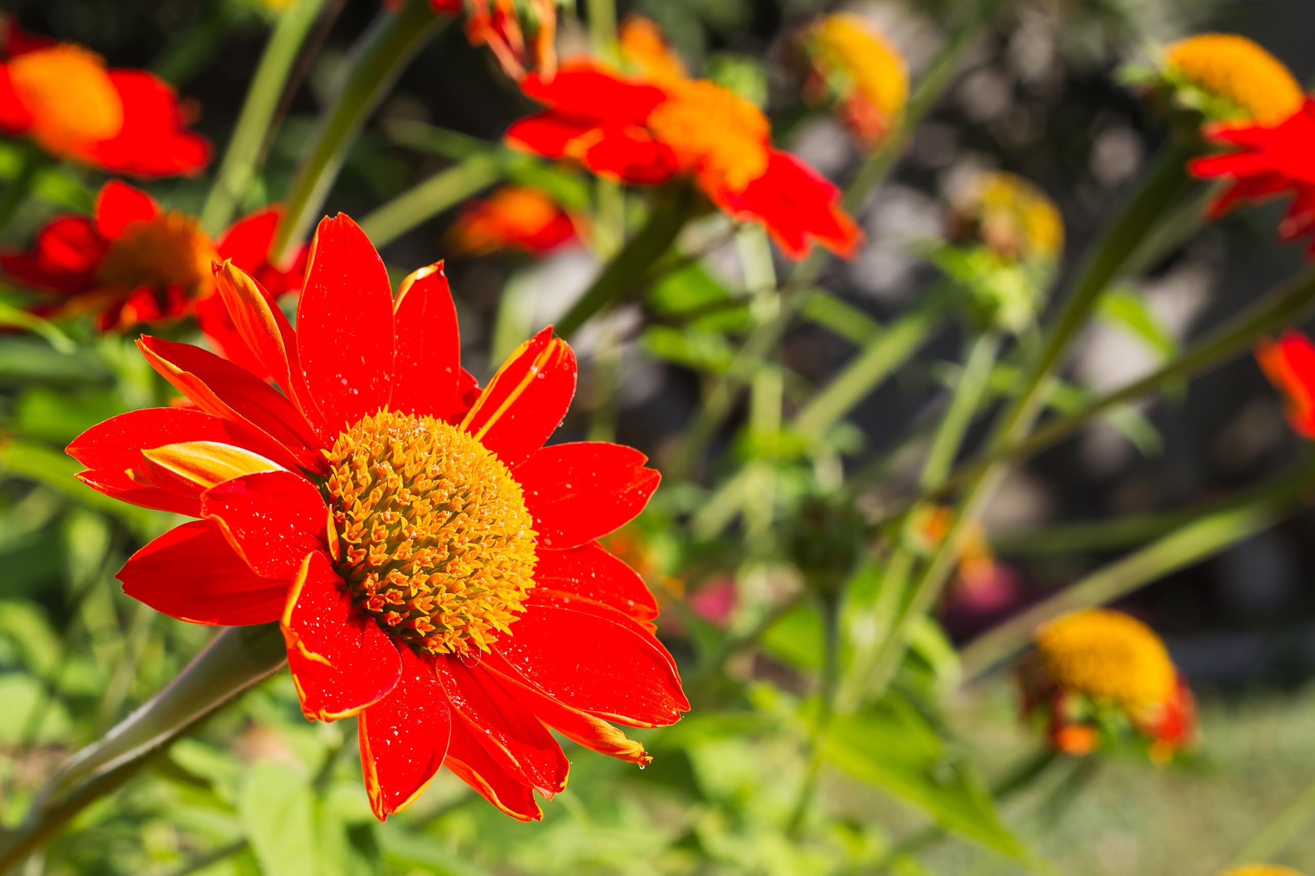 Mexican Sunflower Seeds for Planting – Plant & Grow Heirloom Mexican Sunflowers in Home Outdoor Garden – Planting Instructions for Vibrant Blooms – Great Gardening Gift, 1 Packet