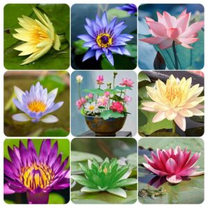 60 pcs mix bonsai bowl lotus seeds, water lilys flower plant, lotus seeds for planting water features seeds non-gmo fresh garden seeds