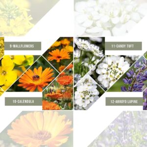 California Wildflower Mix - 5,000 Seeds - 17 Varieties - No Fillers, Open Pollinated and Non GMO, Perennial and Annual Garden Flowers, Attracts Bees and Butterflies