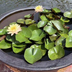 60 Pcs Mix Bonsai Bowl Lotus Seeds, Water Lilys Flower Plant, Lotus Seeds for Planting Water Features Seeds Non-GMO Fresh Garden Seeds