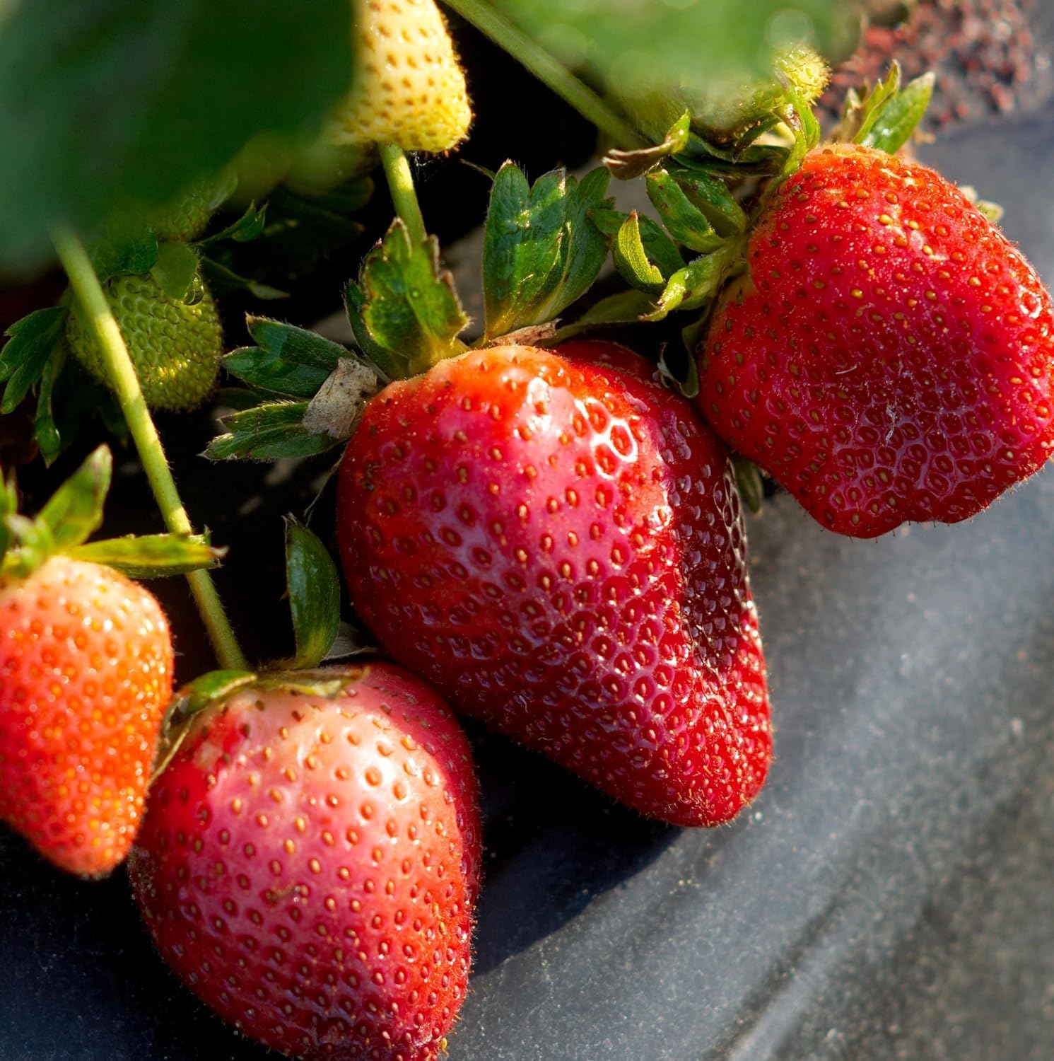 Mixed Fruit Seeds 1000+ Berry Seeds for Planting - Strawberry Raspberry Blueberry & Grape Seeds Fresh Fruit Seeds - Individually Packaged