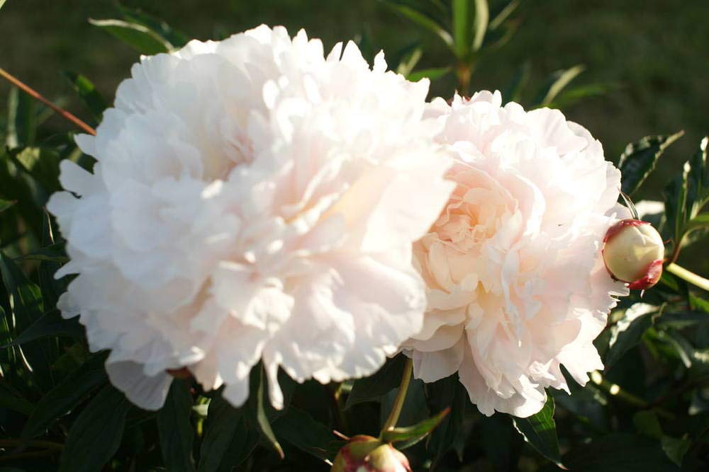 Peony Seeds, 50+ Cotton Candy Peony Mix Seeds for Planting, Flower Seeds for Planting